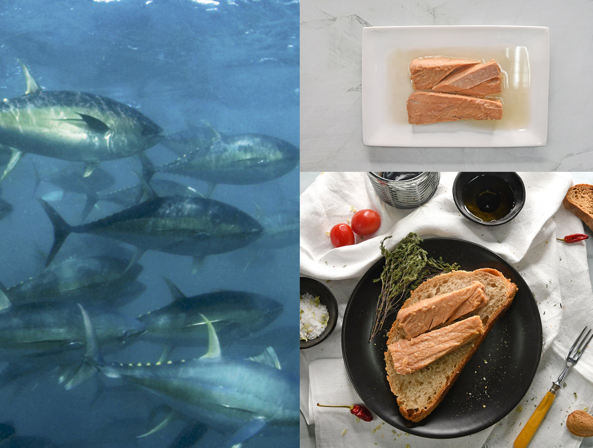 Minerva Tuna Ventresca (Tuna Belly) in Olive Oil | Portugalia Marketplace